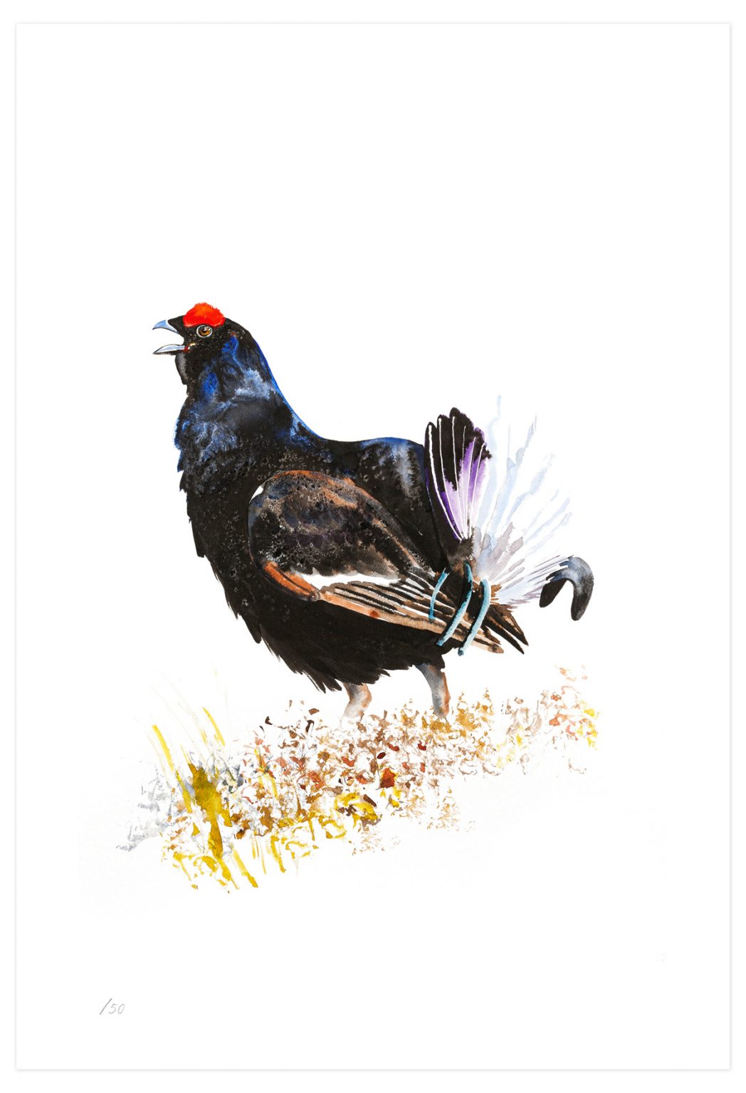 Black Grouse - Limited Edition Print - Jim Moir Art